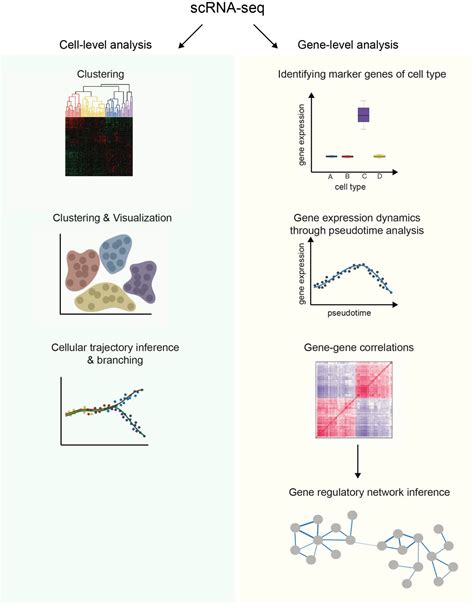 Computational Approaches For Interpreting ScRNA Seq Data RNA Seq Blog