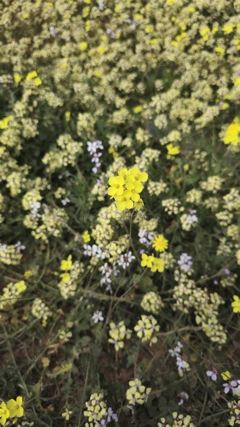 Yellow Watercress Flower Watercress Plant Stock Image Image Of Plant