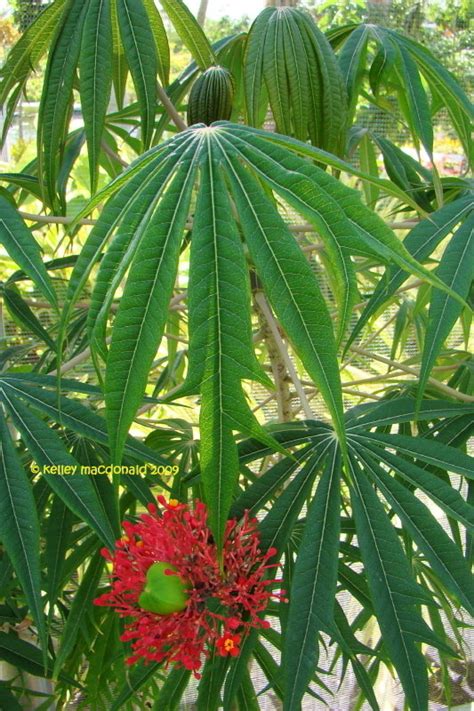 Plantfiles Pictures Jatropha Species Coralbush Coral Plant