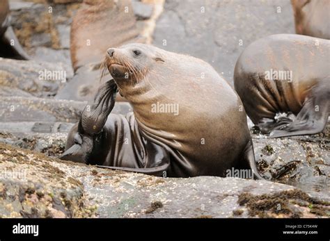 Australian Fur Seal Arctocephalus Pusillus Juvenile Photographed In