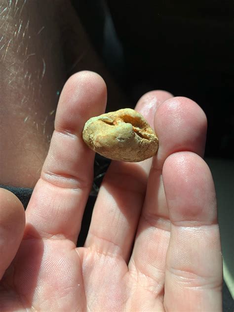 Is This A Bivalve Fossil Found At Bulgarian Shores In A Rocky Area R