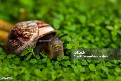 Rumput Makan Siput Foto Stok Unduh Gambar Sekarang Siput Bekicot