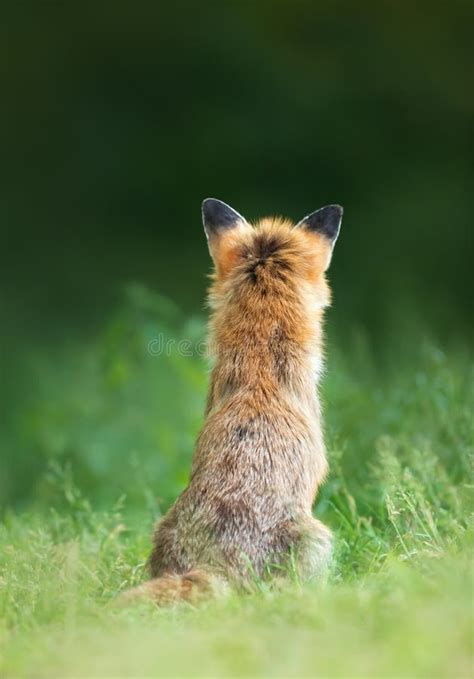 Red Fox Walking Away