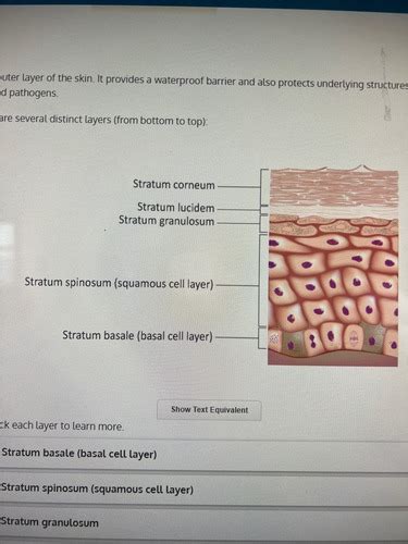Integumentary System Flashcards Quizlet