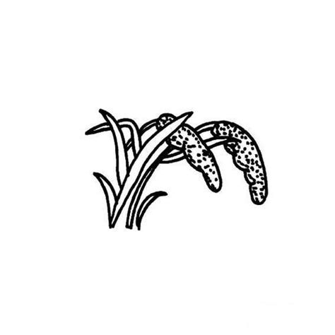 用谷物作画简笔画 简笔画图片大全 普车都