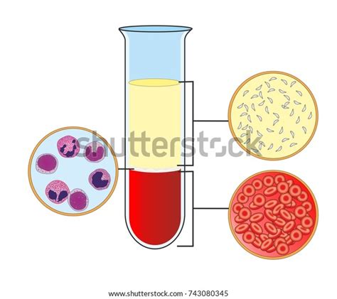 Centrifuged Tube Fractionated Whole Blood Resulting Stock Illustration