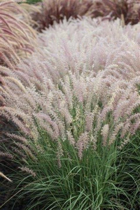 Pennisetum Spathiolatum Devil Mountain Wholesale Nursery