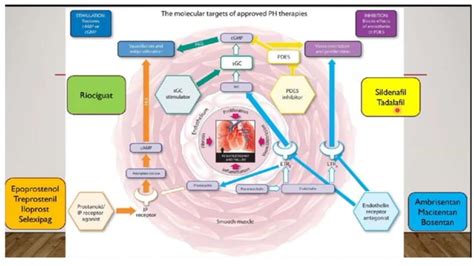Phtn Pulmonary Hypertension 080028pptx