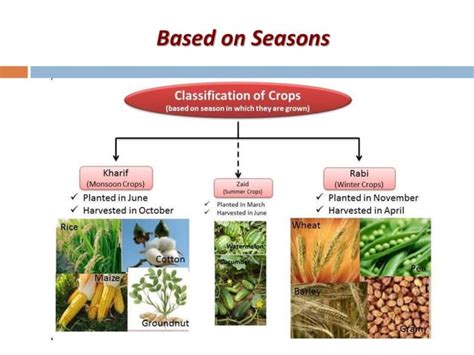 Agronomic Crops Classification Agriculture PPT