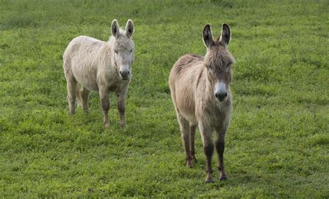 1000 Free Donkey Ass And Donkey Photos Pixabay