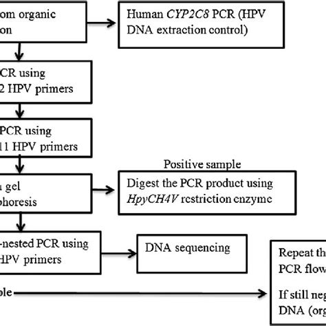 Workflow Diagram For Hpv Detection From Ffpe Samples Download Scientific Diagram