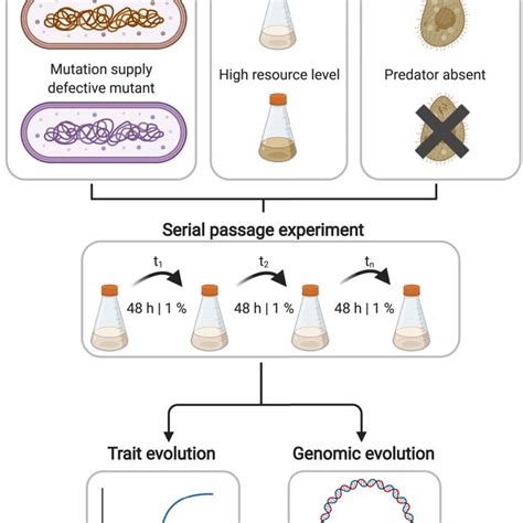 Experimental Design For Testing Effect Of Mutation Supply On Trait Download Scientific Diagram