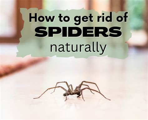 Vinegar Spider