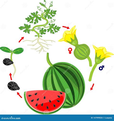 Watermelon Flower Diagram At Gary Cathey Blog