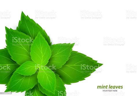 흰색 바탕에 신선한 민트 멘 톨은 건강 한 향기입니다 초본 자연 식물입니다 민트 그린 잎 디자인에 대 한 벡터 일러스트 레이 션입니다 0명에 대한 스톡 벡터 아트 및 기타