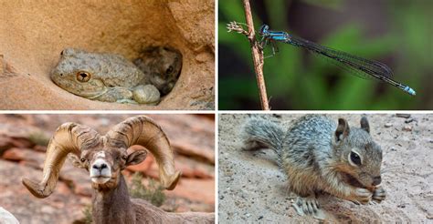 20 Wild Animals You Might See In Zion National Park Exploring Animals