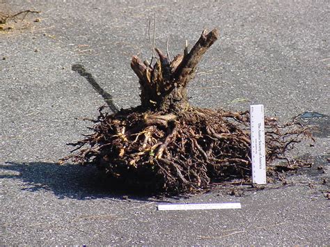 The Azalea Works Image Access Subpage