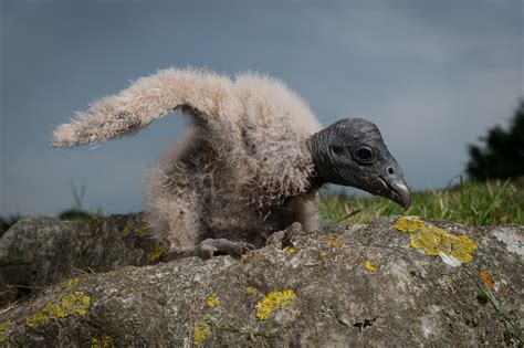 8 Unusual And Fun Facts About The Andean Condor Chimu Adventures