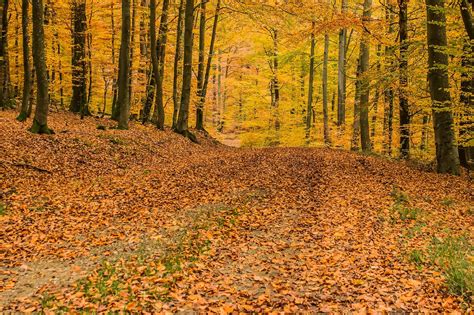 100000 Free Deciduous Forest And Forest Images Pixabay