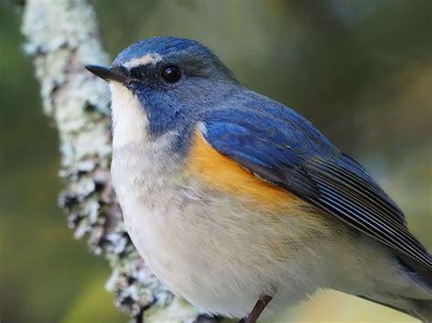 今年もルリビタキ Ganref