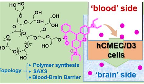 Synthesis Of Hyperbranched Polymer Architectures For Biomedical Applications — Dipc