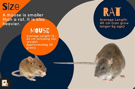 The Difference Between A Rat And A Mouse How To Tell These Two Rodents