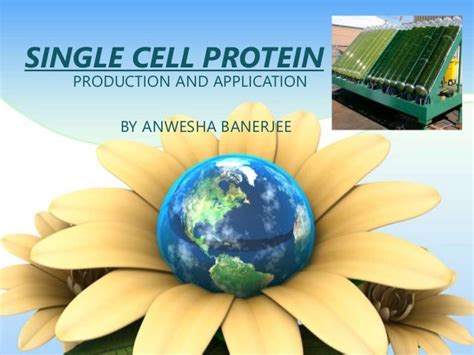 Single Cell Protein