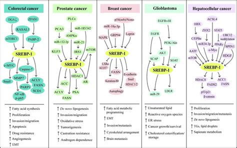 Srebp 1 Mediated Lipogenesis In The Five Types Of Cancers Multiple Download Scientific Diagram