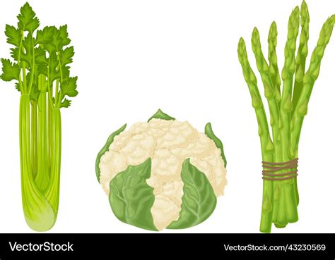 Cauliflower Asparagus And Celery An Image Of Ripe Vector Image