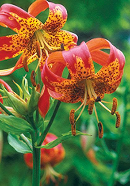 Leopard Lily Old House Gardens