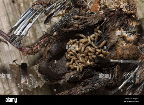 How Do Maggots End Up On Dead Bodies At Christopher Bryant Blog
