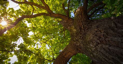 Pruning Oak Trees Southern Botanical