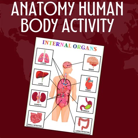 Human Anatomy And Organs Montessori Made By Teachers