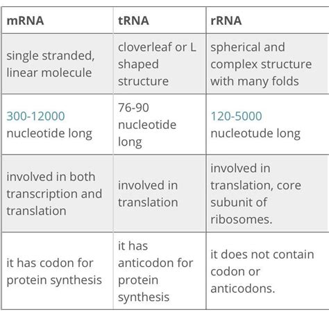 What Is The Difference Between Dna And Mrna At Norman Nelson Blog