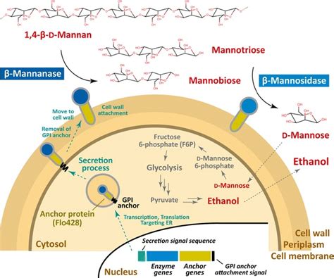 From Mannan To Bioethanol Cell Surface Co Display Of β Mannanase And β