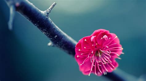 Full Hd Flowers Wallpapers ·① Wallpapertag