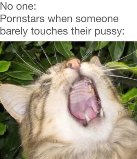 The Latest Memes Memedroid