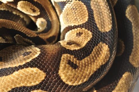 Premium Photo Detailed Closeup Of A Ball Python Skin Pattern