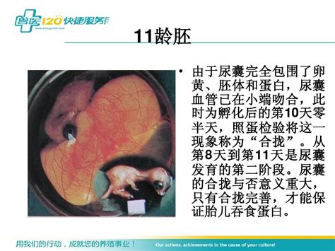 鸡胚胚胎发育图 Word文档在线阅读与下载 无忧文档