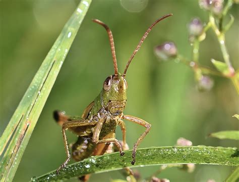 Grasshopper Insect Meadow Morning Free Photo On Pixabay Pixabay