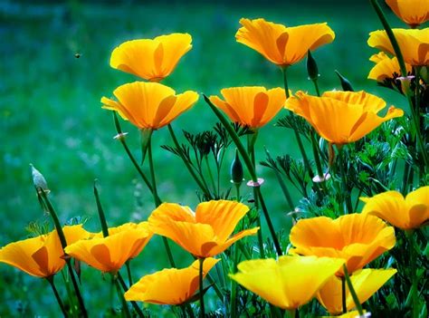 Sea Lover Yellow Roses Photos