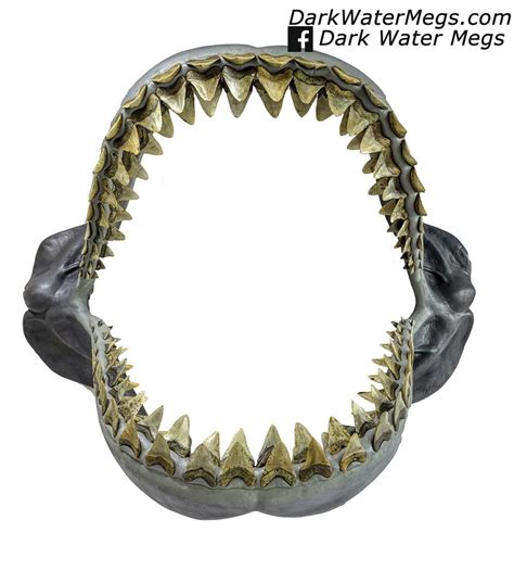 Full Size Megalodon Jaw For Paleoart Sat Rpaleontology Full Size Megalodon Jaw For Paleoart Sat Rpaleontology