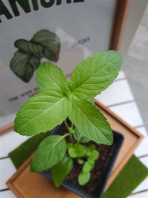 Rare Black Thai Mint Furniture And Home Living Gardening Plants