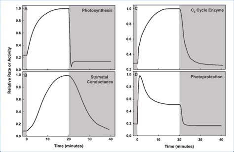 Update The Impacts Of Fluctuating Light On Crop Performance Plantae