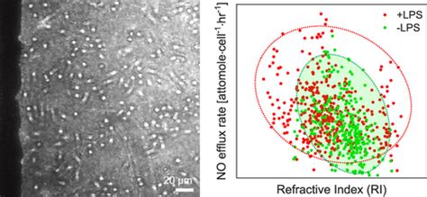 Nanosensor Chemical Cytometry For Characterizing The Efflux