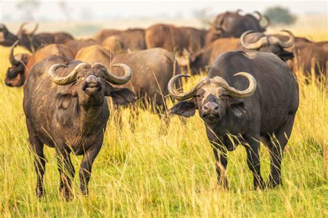 23 Animals That Live In The Savanna Of Africa With Photos Wildlifetrip