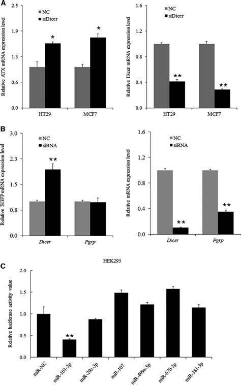 Identification Of Candidate Mirnas Targeting Atx A Ht29 And Mcf7 Download Scientific Diagram