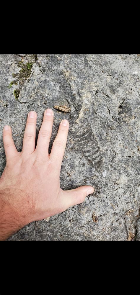 Fossil Identification R Fossilid