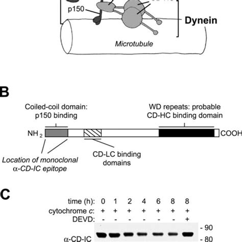 Cleavage Of Cd Ic Takes Place Within Its Nh2 Terminal P150glued Binding Download Scientific