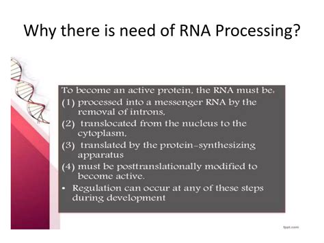 Rna Processing Post Transcriptional Modifications Splicing Capping